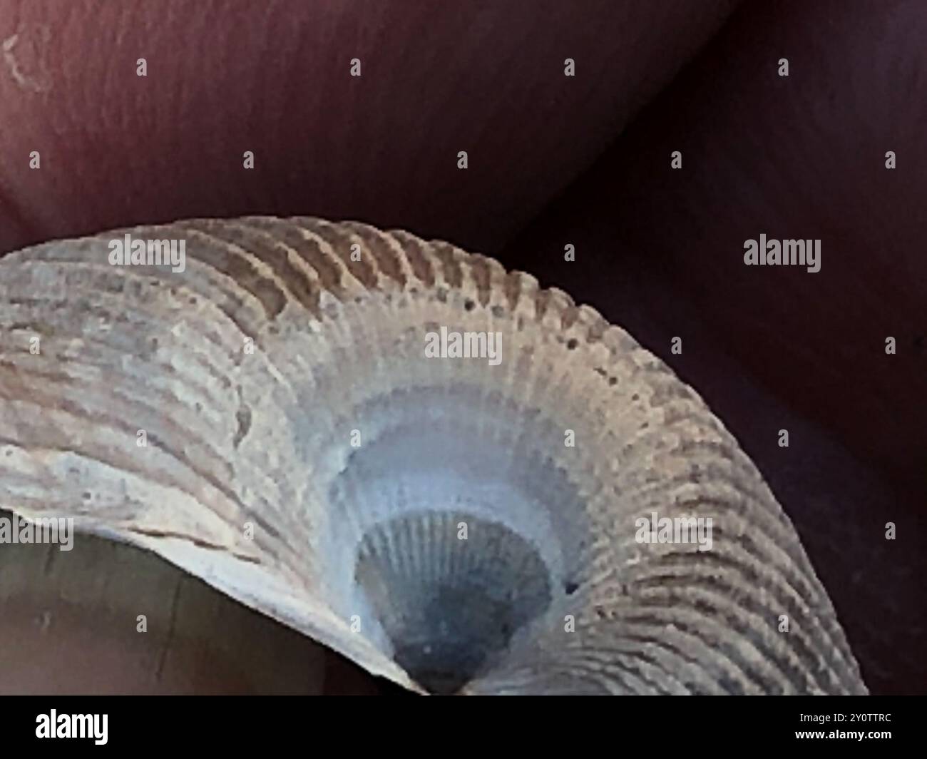 Nuttall's Cockle (Clinocardium nuttallii) Mollusca Stock Photo - Alamy