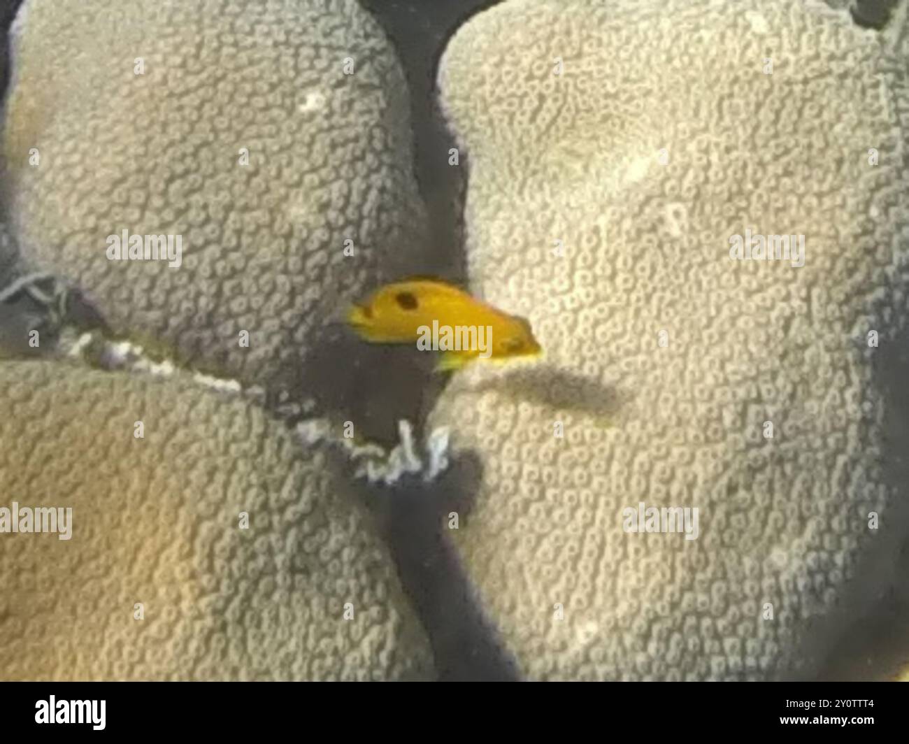 Threespot Damselfish (Stegastes planifrons) Actinopterygii Stock Photo ...