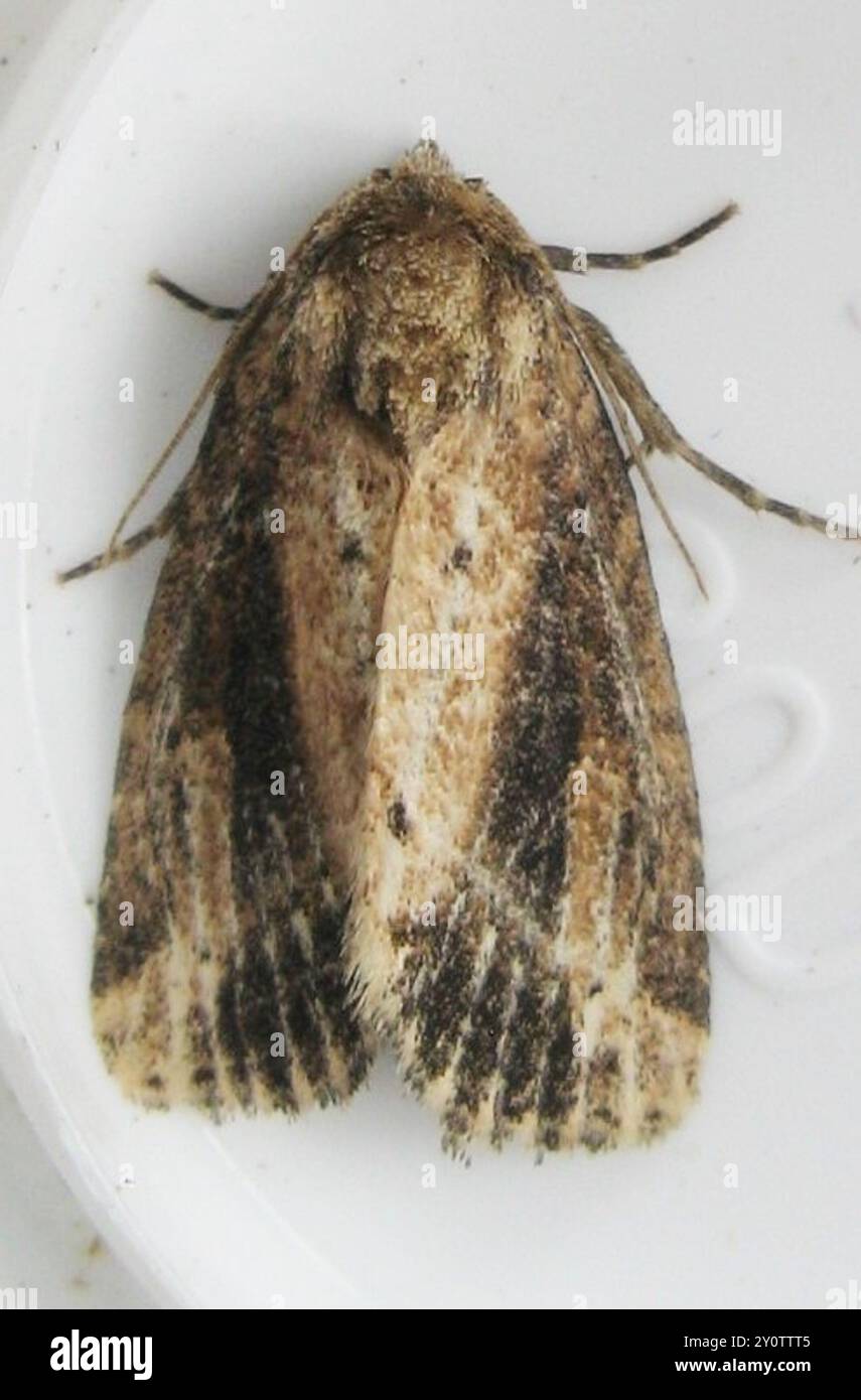 Northern Cordgrass Borer Moth (Photedes panatela) Insecta Stock Photo - Alamy