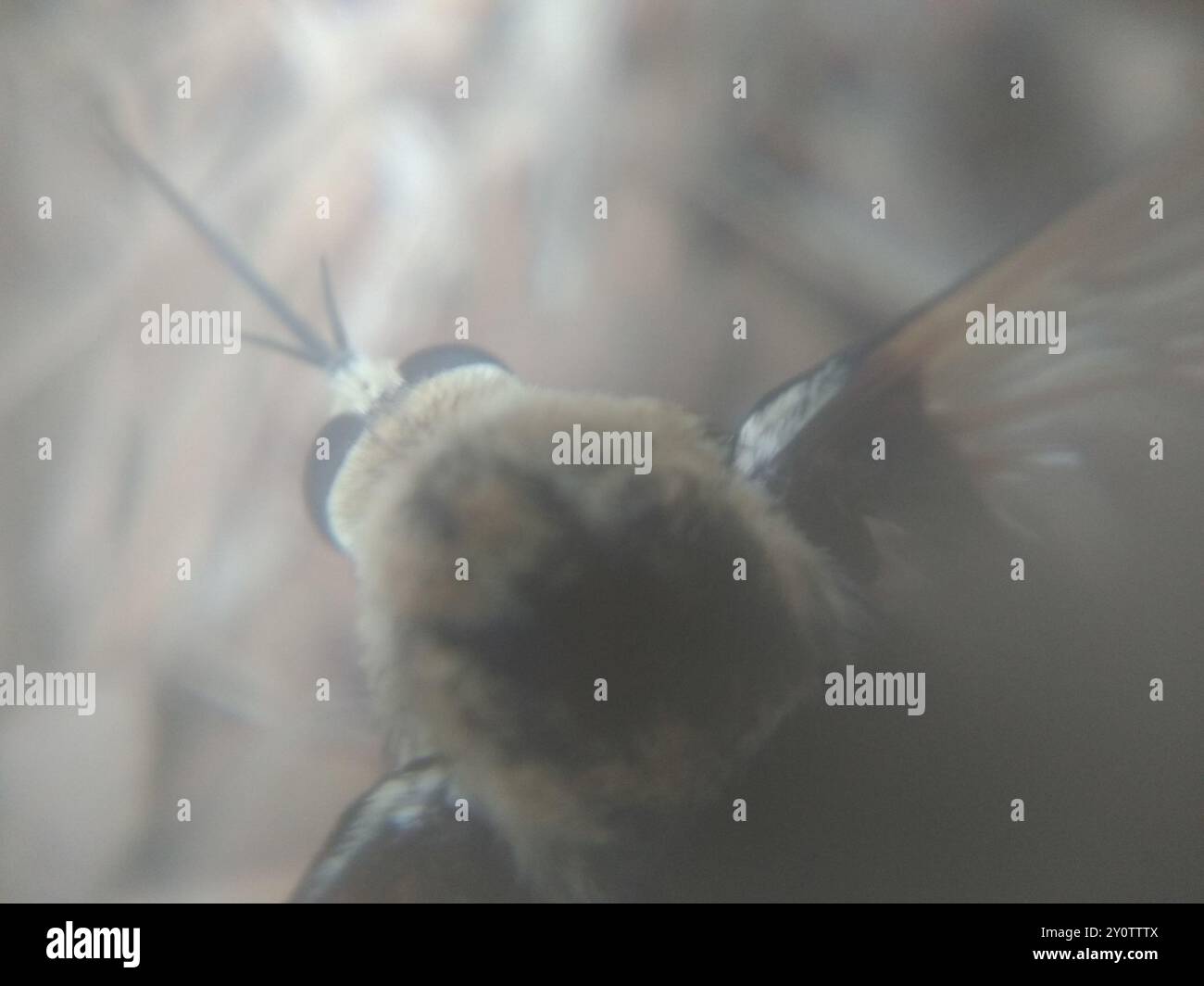 White-tailed Bee Fly (Bombomyia discoidea) Insecta Stock Photo - Alamy