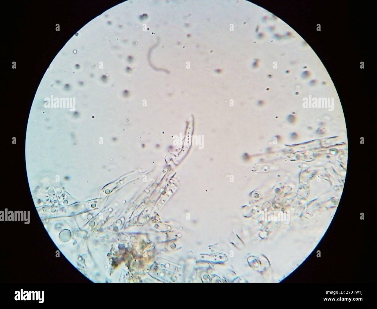 Cylindrobasidium hi-res stock photography and images - Alamy