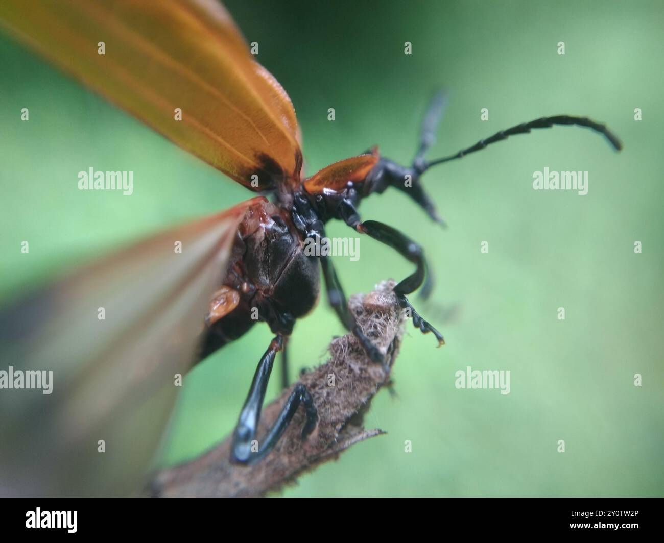 Netwing Beetles (Lycus) Insecta Stock Photo - Alamy
