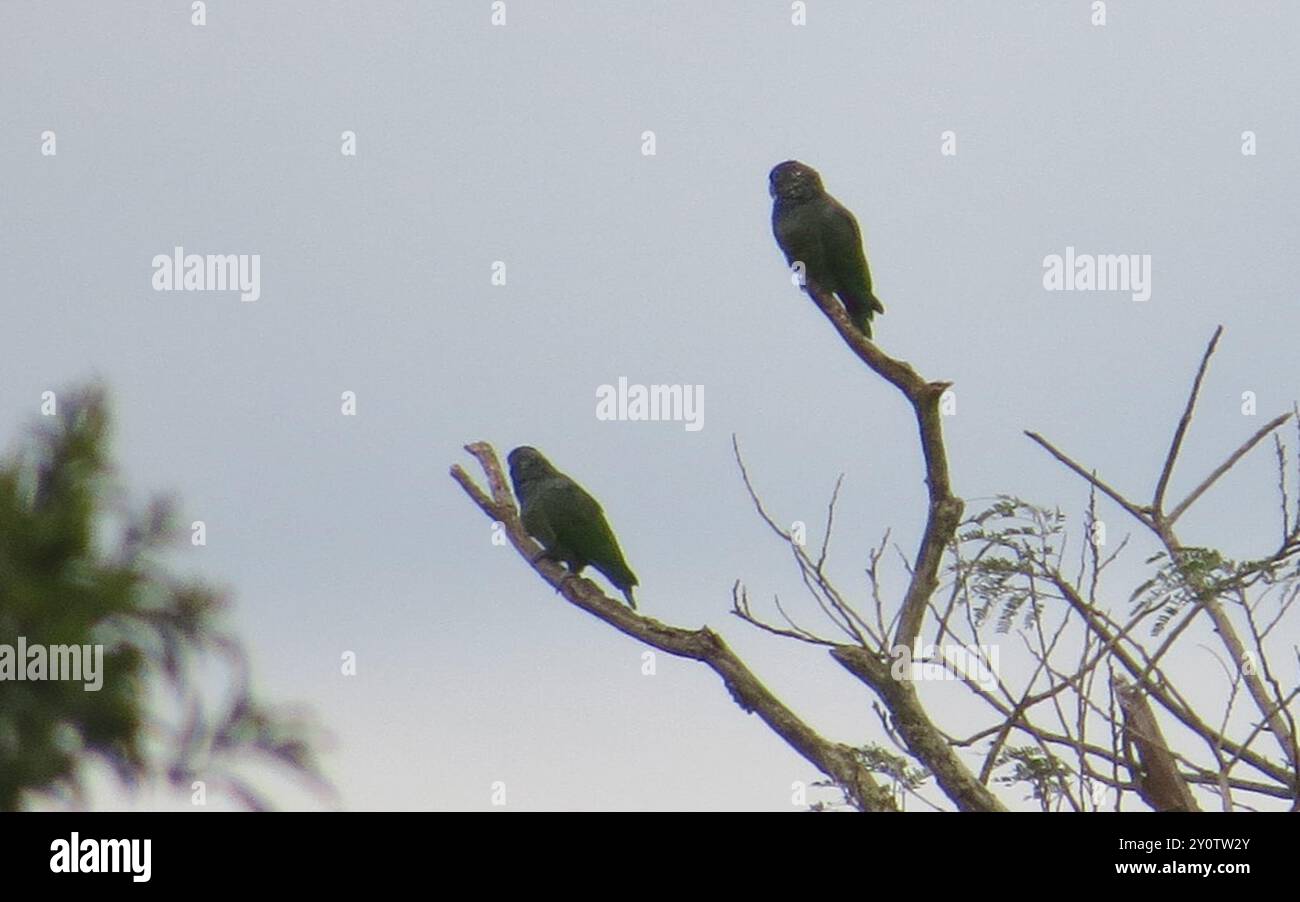 Scaly-headed Parrot (Pionus maximiliani) Aves Stock Photo - Alamy