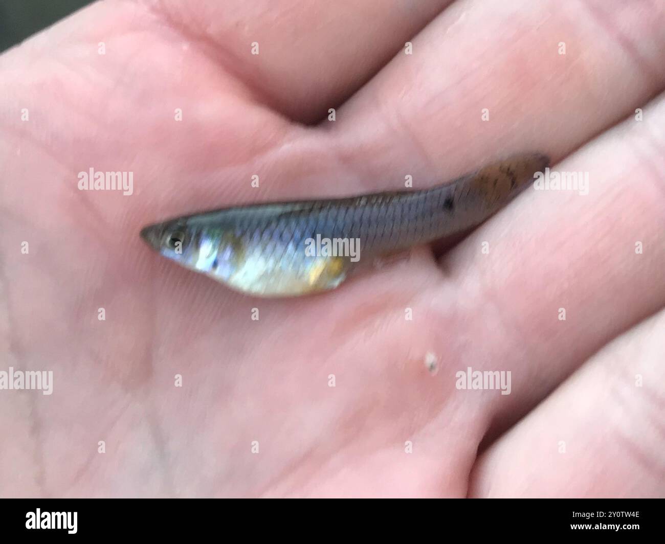 Western Mosquitofish (Gambusia affinis) Actinopterygii Stock Photo - Alamy