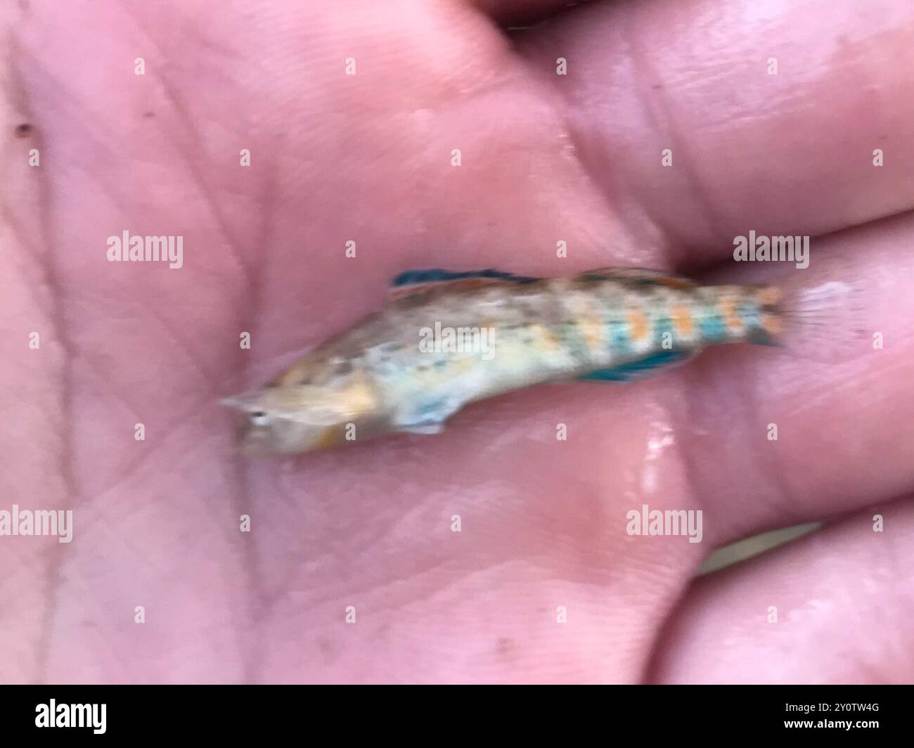 Orangethroat Darter (Etheostoma spectabile) Actinopterygii Stock Photo ...