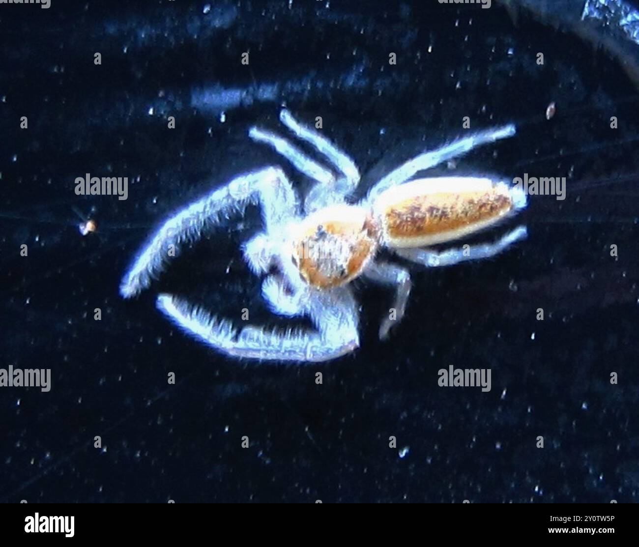White jawed jumping spider hi-res stock photography and images - Alamy