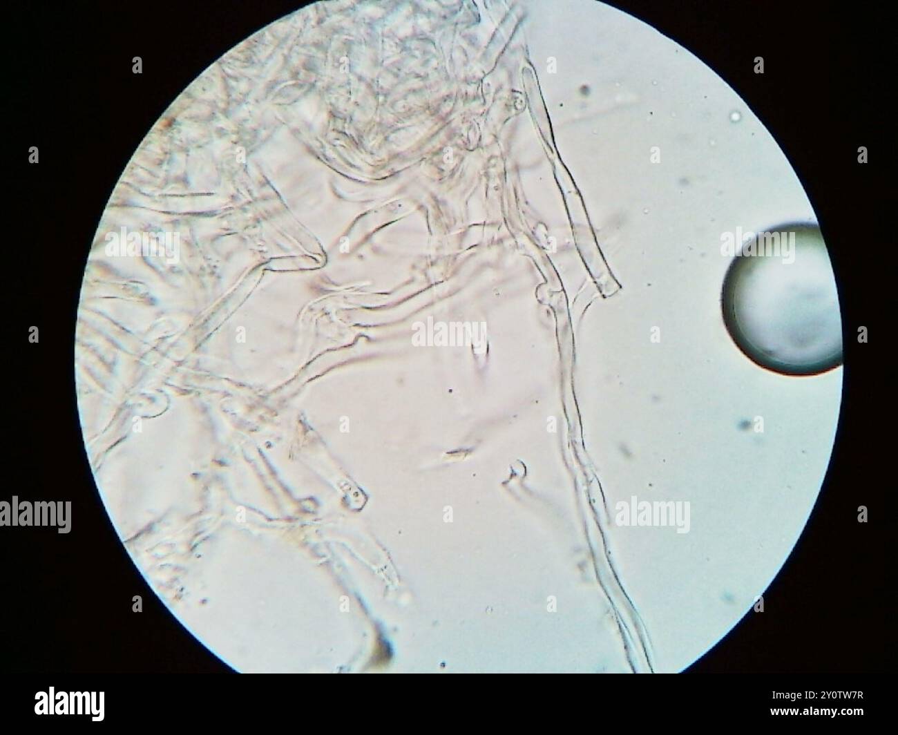 Cylindrobasidium hi-res stock photography and images - Alamy