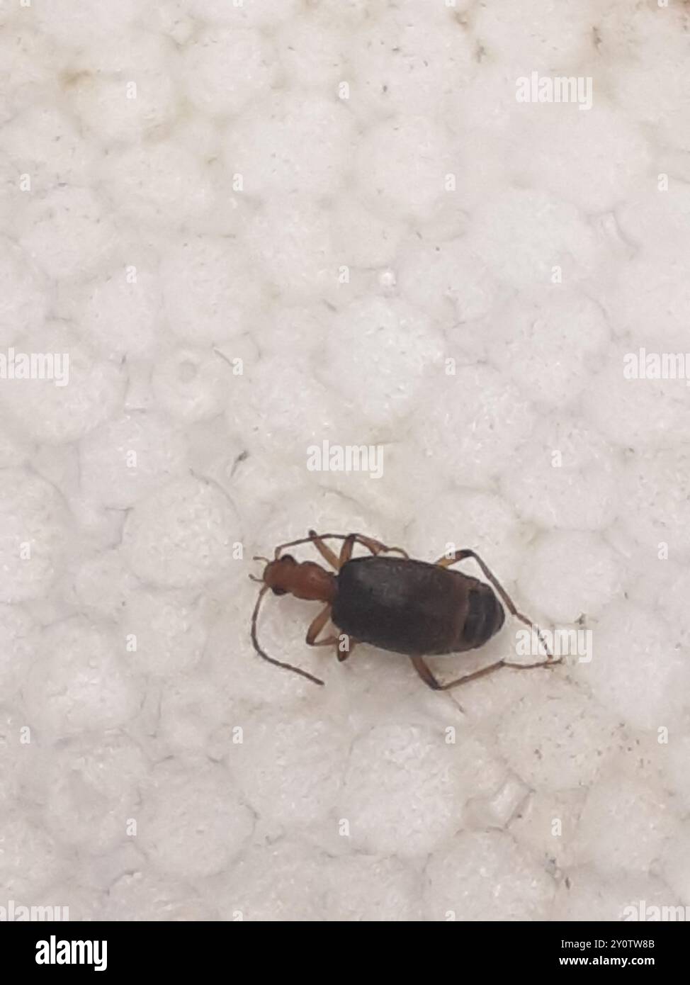 Bombardier Beetles (Brachinus) Insecta Stock Photo - Alamy