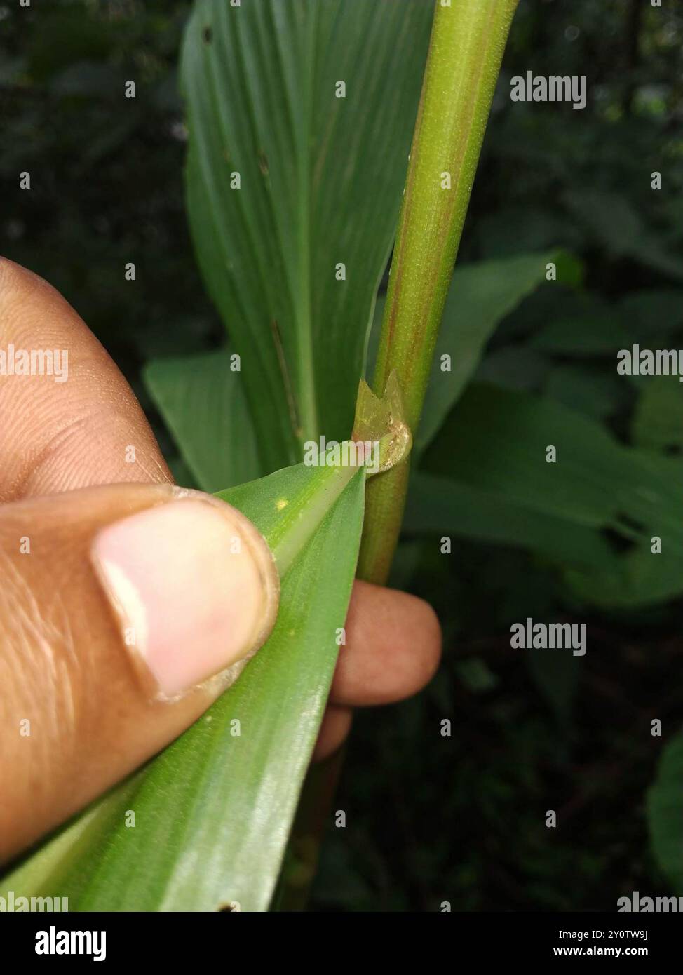 (Zingiber roseum) Plantae Stock Photo - Alamy