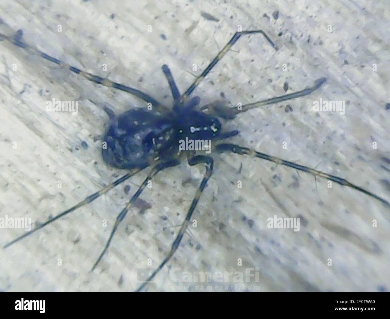Typical Spiders (Araneomorphae) Arachnida Stock Photo - Alamy