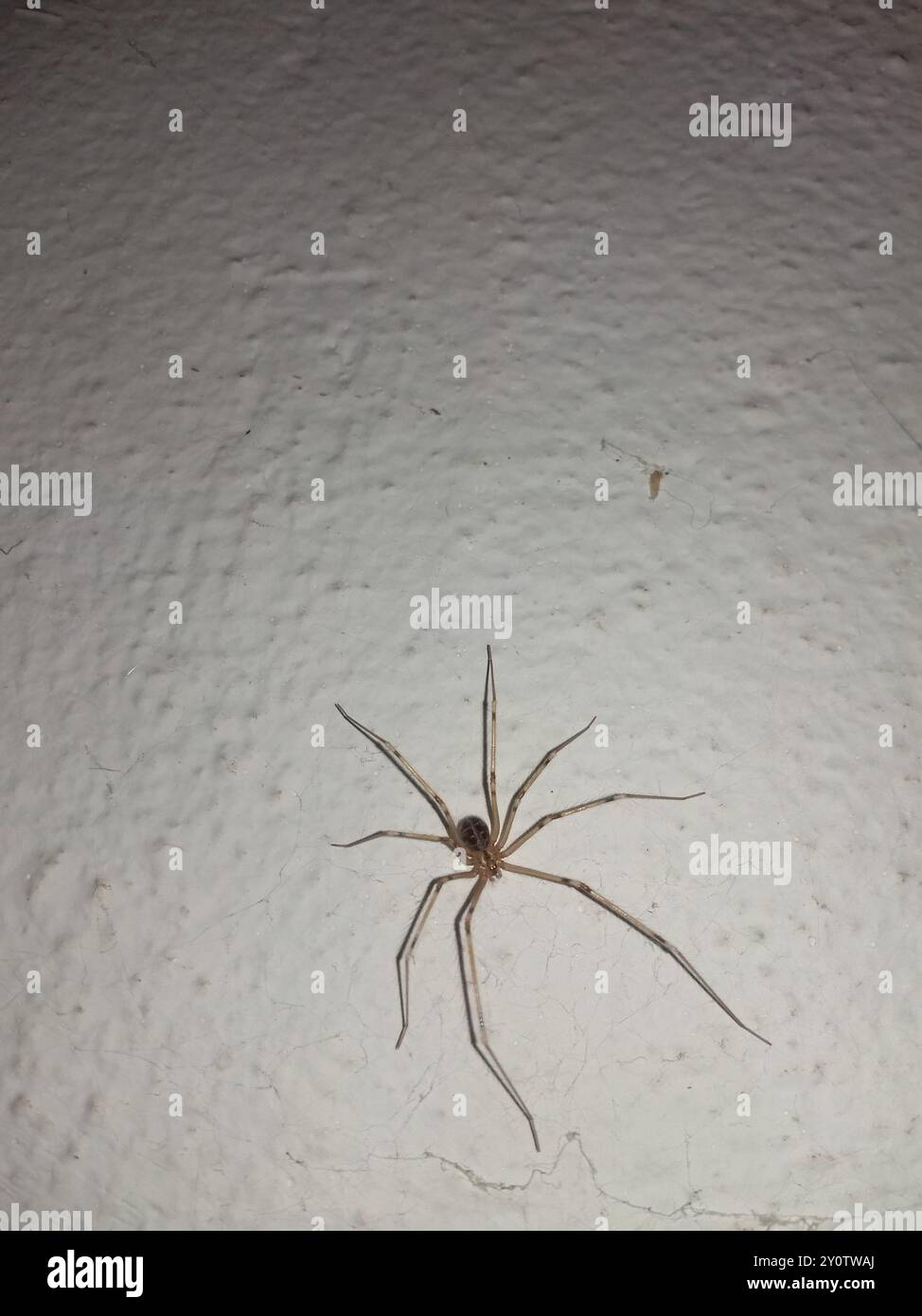 Giant Daddy-long-legs Spider (Artema atlanta) Arachnida Stock Photo - Alamy