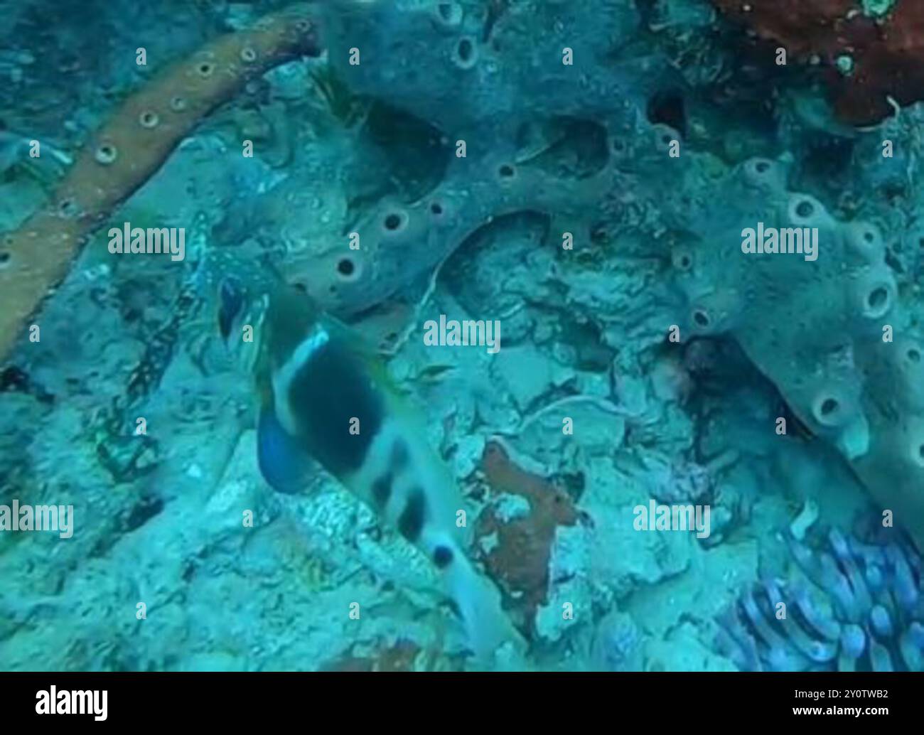 Barred Hamlet (Hypoplectrus puella) Actinopterygii Stock Photo - Alamy