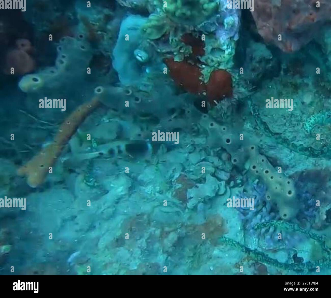 Barred Hamlet (Hypoplectrus puella) Actinopterygii Stock Photo - Alamy