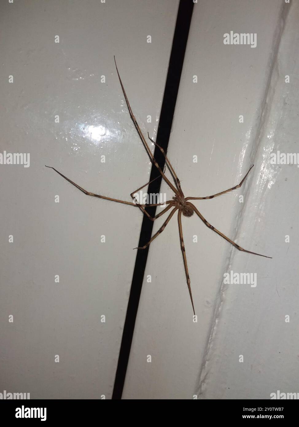 Giant Daddy-long-legs Spider (Artema atlanta) Arachnida Stock Photo - Alamy