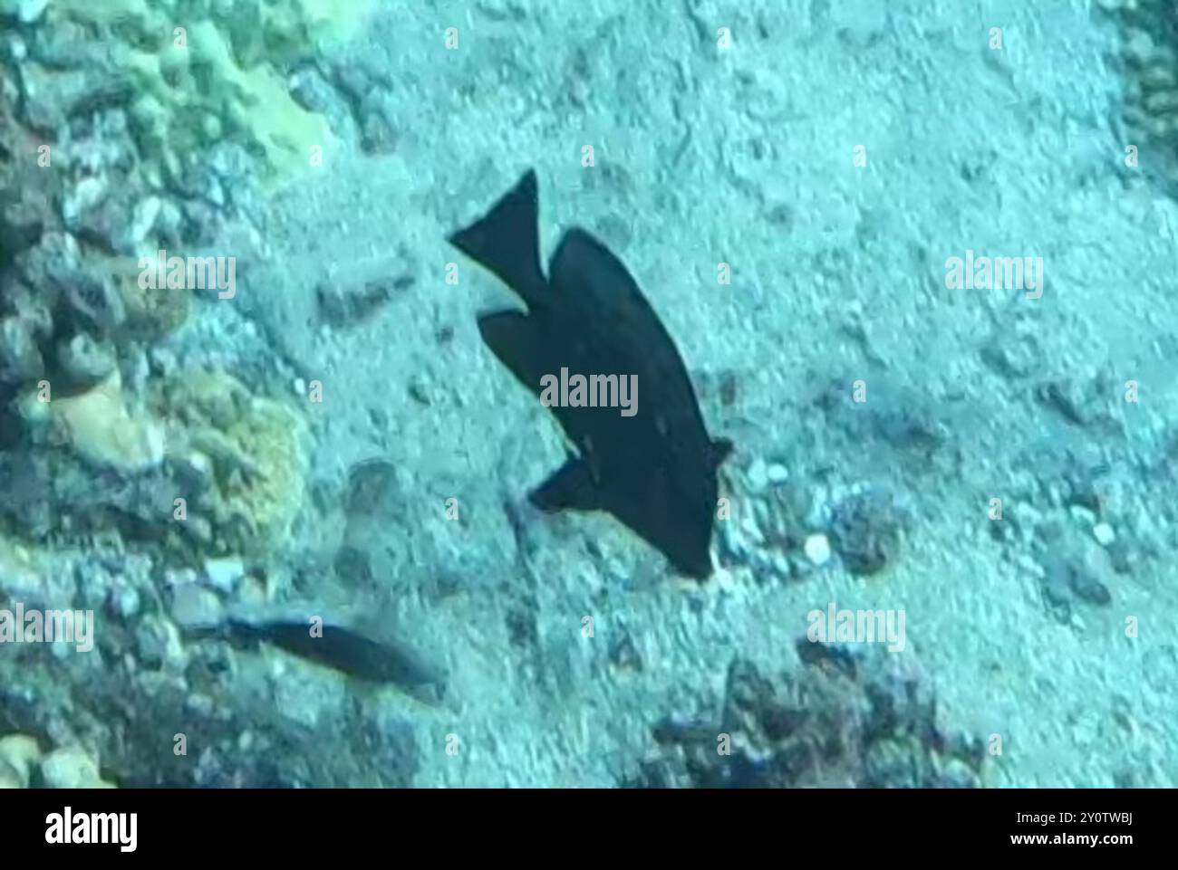 Surgeonfishes, Tangs, and Unicornfishes (Acanthuridae) Actinopterygii ...