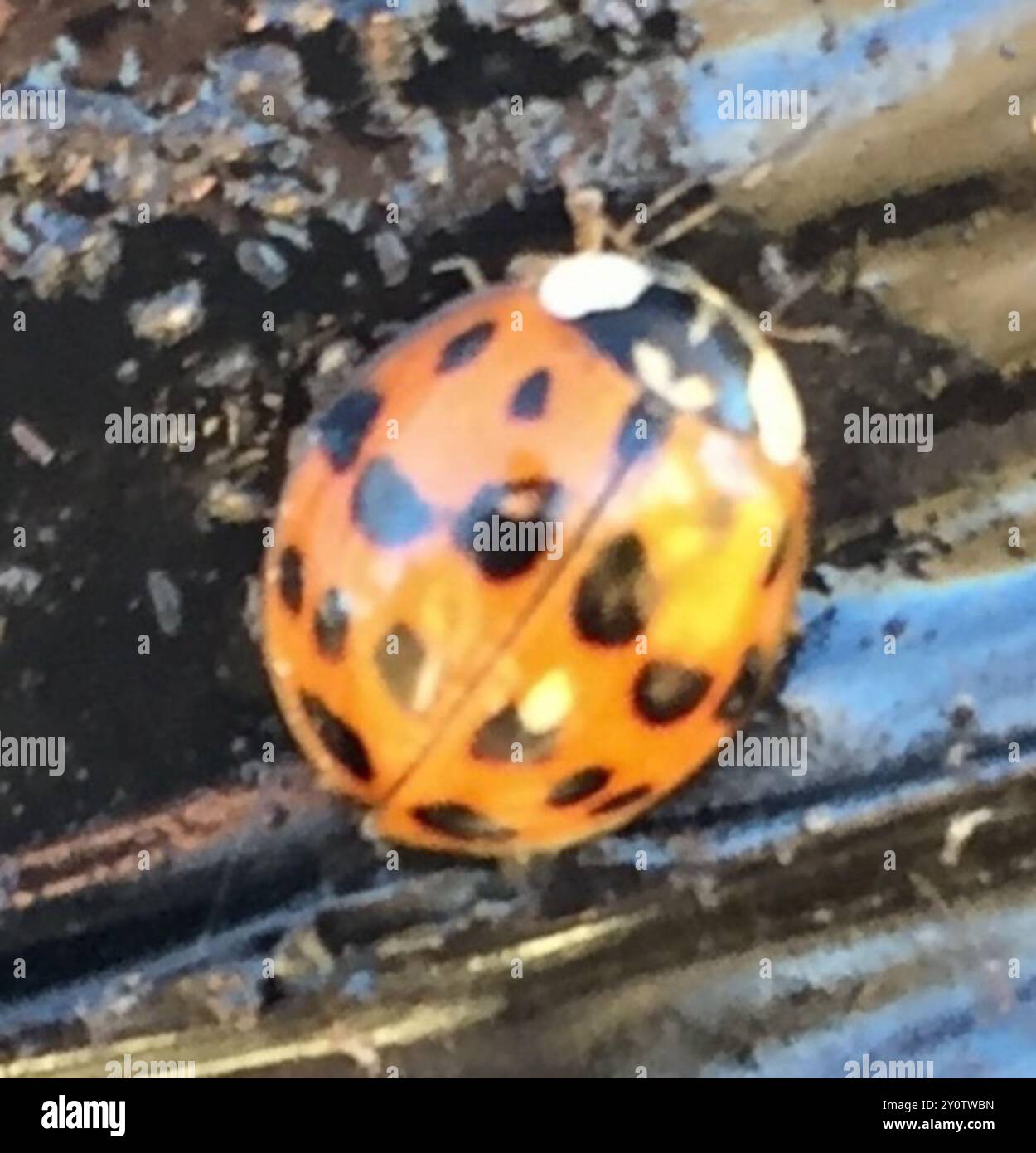 Asian Lady Beetle (Harmonia axyridis) Insecta Stock Photo - Alamy