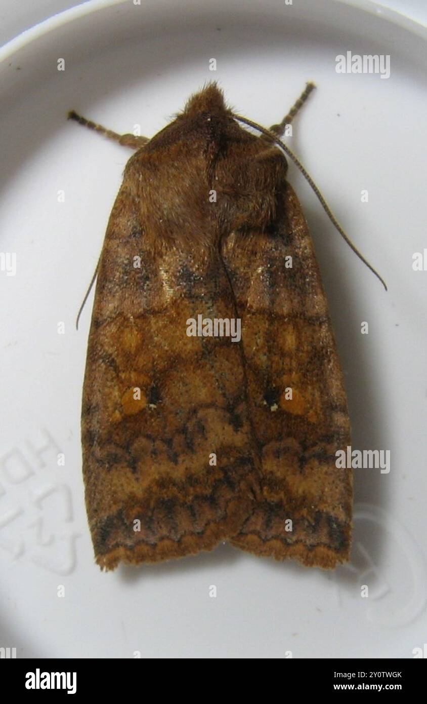 Three-spotted Sallow (Eupsilia tristigmata) Insecta Stock Photo - Alamy