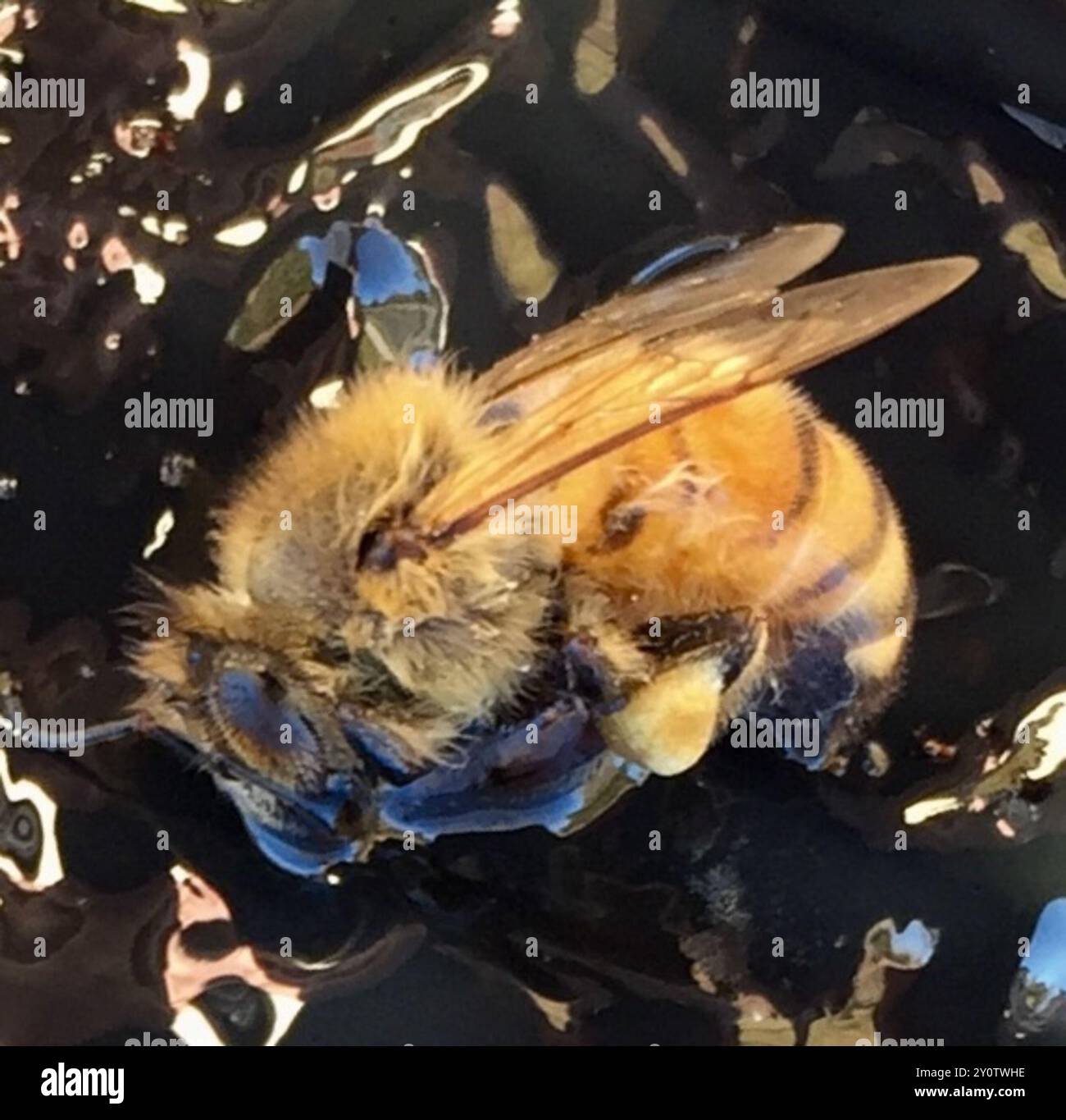 Western Honey Bee (Apis mellifera) Insecta Stock Photo - Alamy