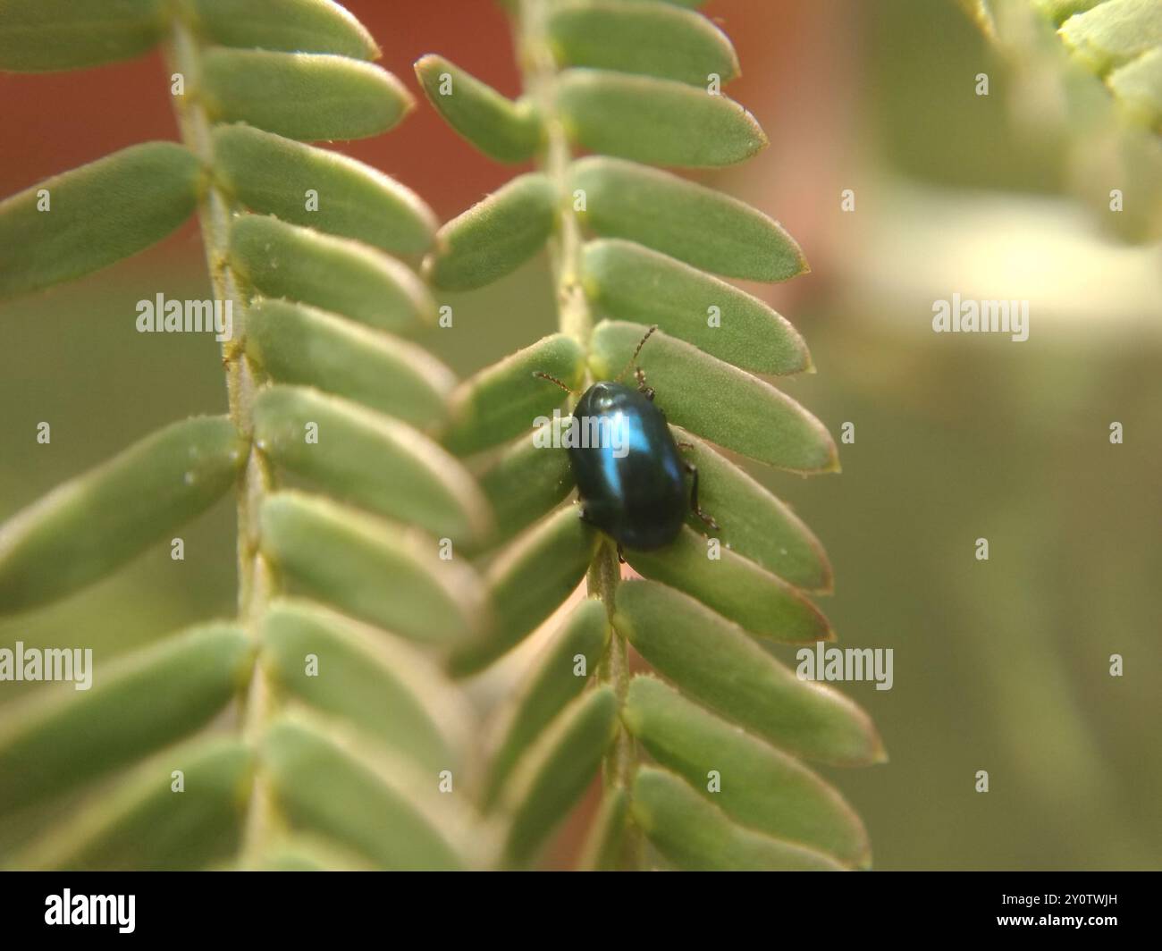 Skeletonizing Leaf and Flea Beetles (Galerucinae) Insecta Stock Photo ...
