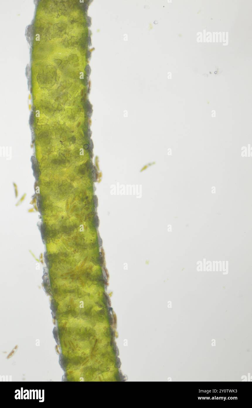 muskgrass (Chara) Plantae Stock Photo - Alamy