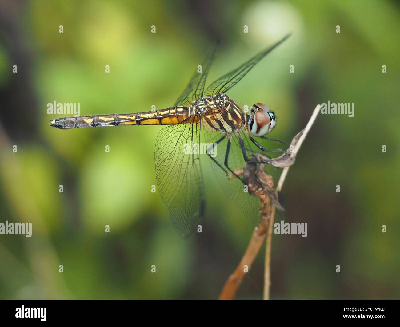 Blue Dasher (Pachydiplax longipennis) Insecta Stock Photo - Alamy