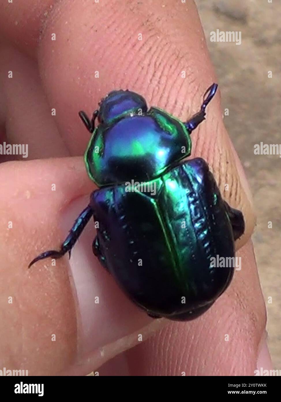 Precious Metal Beetle (Pelidnota sumptuosa) Insecta Stock Photo - Alamy