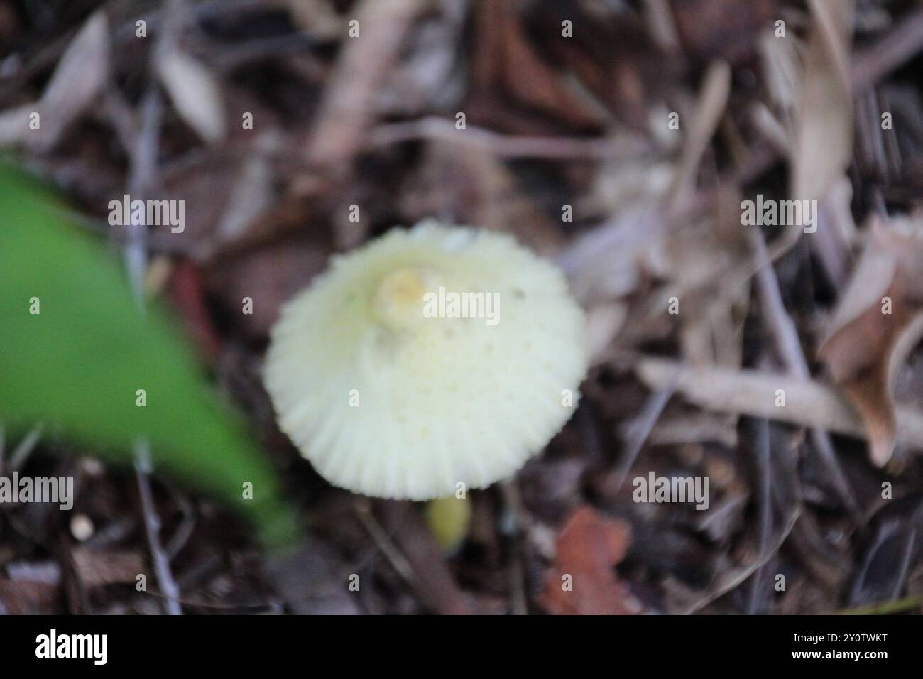 flowerpot parasol (Leucocoprinus birnbaumii) Fungi Stock Photo - Alamy