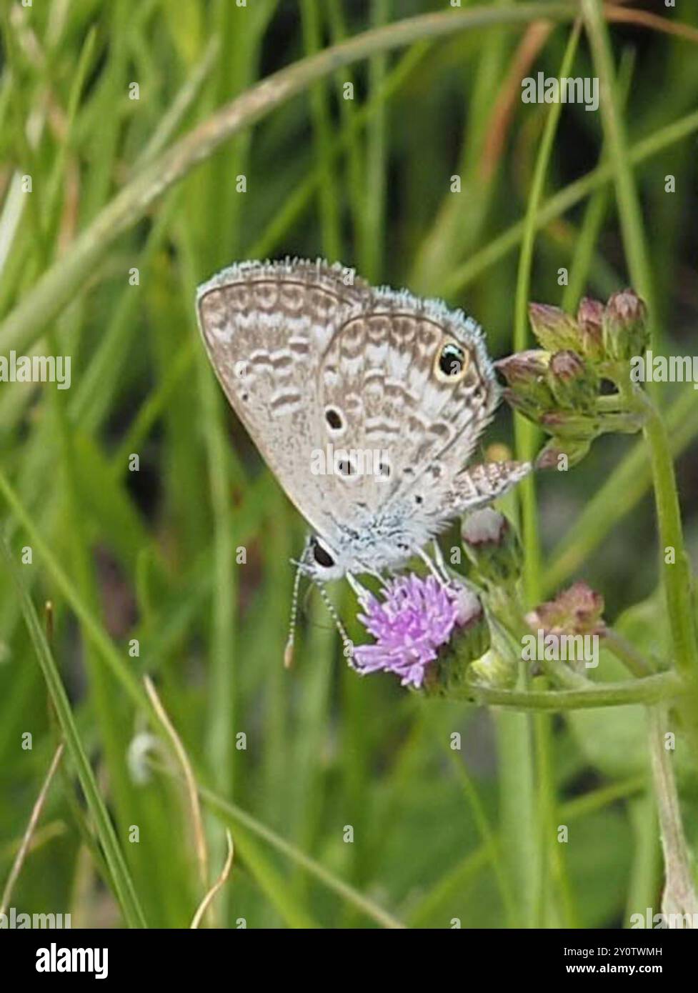 Ceraunus Blue (Hemiargus ceraunus) Insecta Stock Photo - Alamy