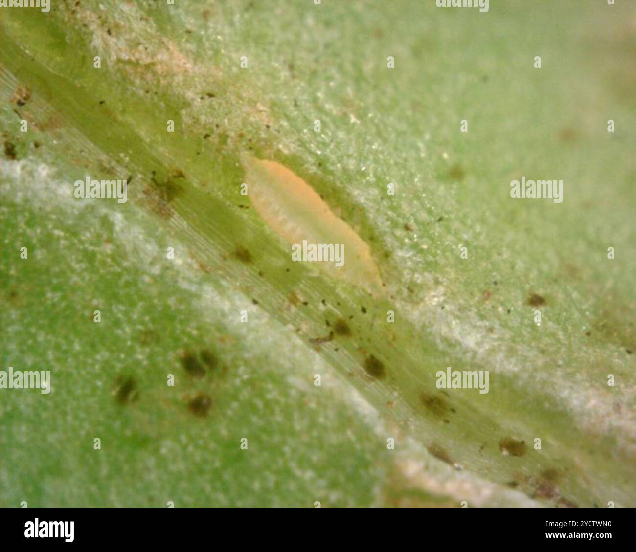 Common Thrips (Thripidae) Insecta Stock Photo - Alamy