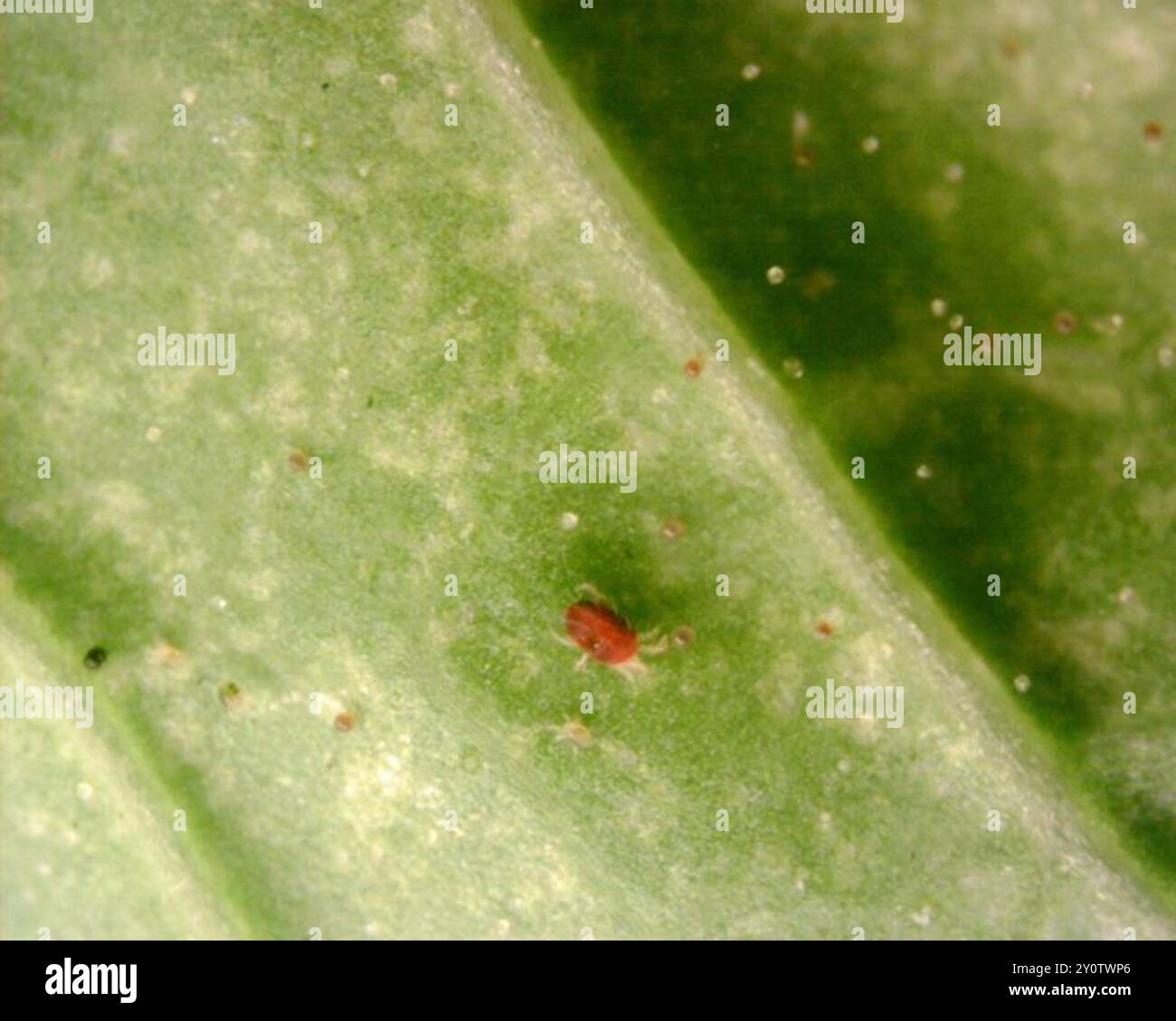 Twospotted Spider Mite (Tetranychus urticae) Arachnida Stock Photo - Alamy