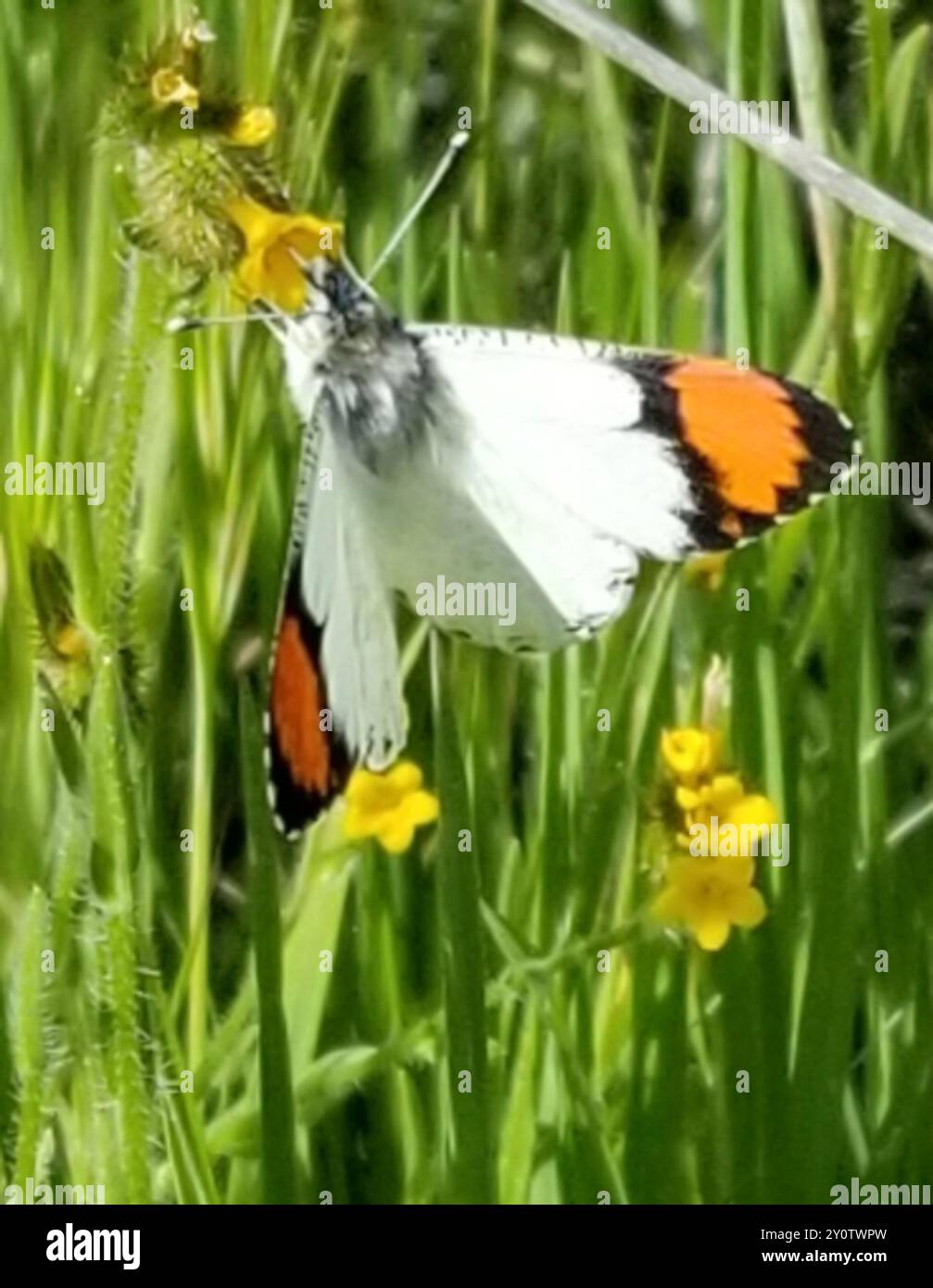 Sara Orangetip (Anthocharis sara) Insecta Stock Photo - Alamy