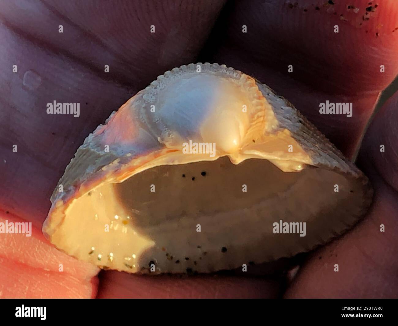 Nuttall's Cockle (Clinocardium nuttallii) Mollusca Stock Photo - Alamy