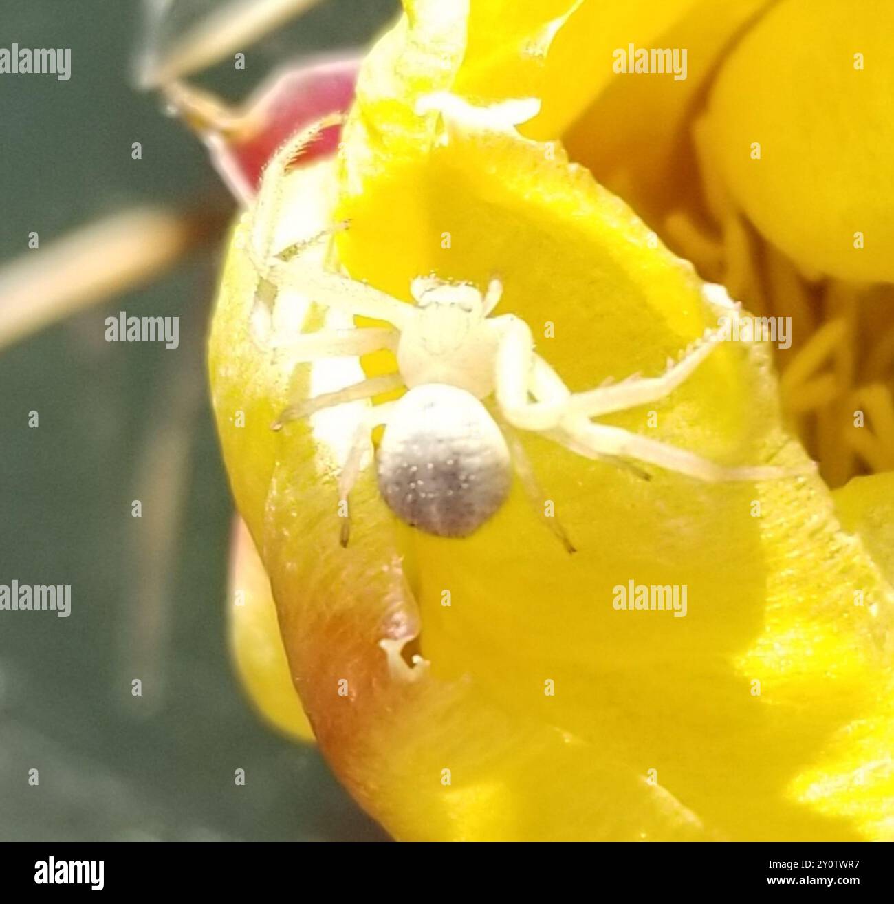 Crab Spiders (Thomisidae) Arachnida Stock Photo - Alamy