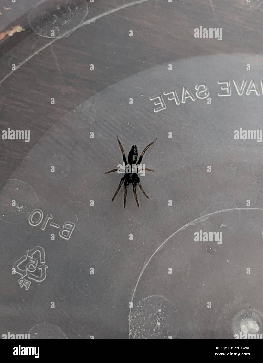 Typical Spiders (Araneomorphae) Arachnida Stock Photo - Alamy