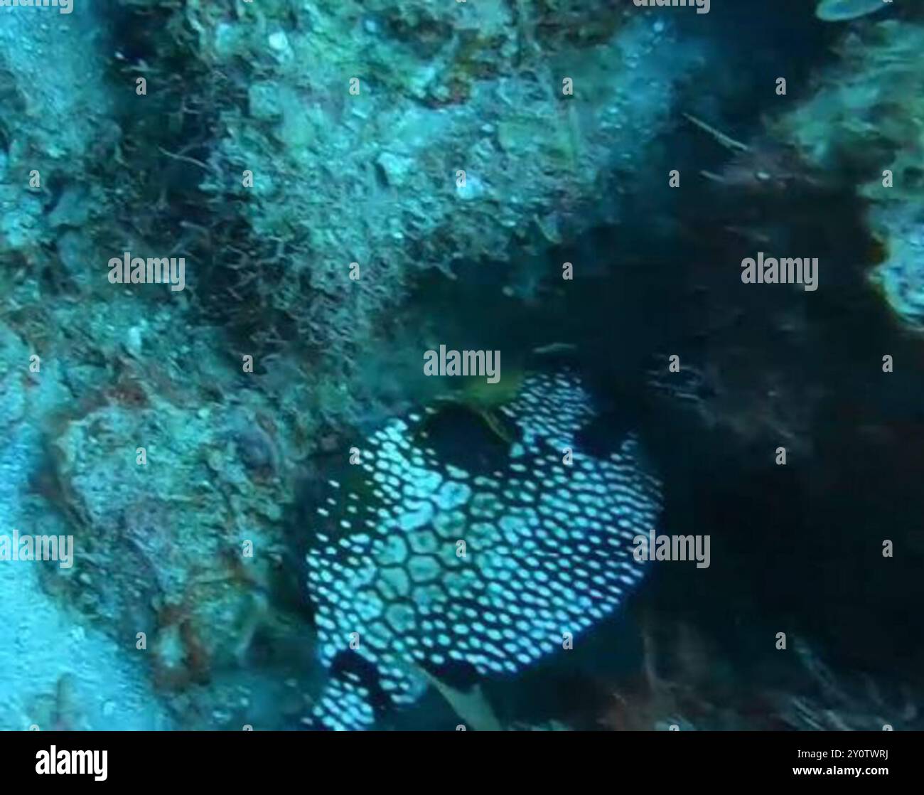 Smooth Trunkfish (Lactophrys triqueter) Actinopterygii Stock Photo - Alamy