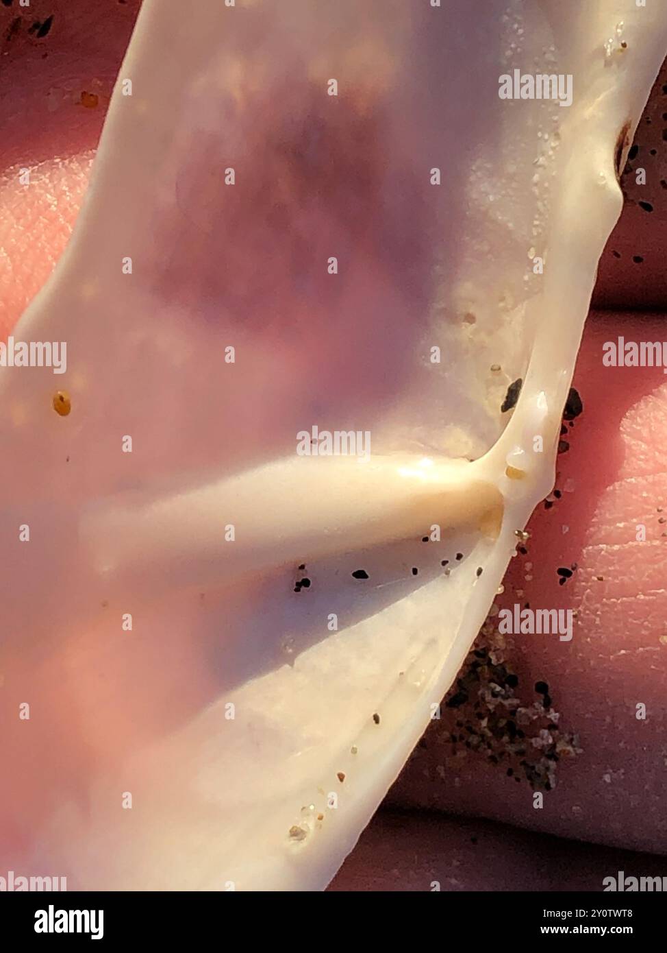 Pacific Razor Clam (Siliqua patula) Mollusca Stock Photo - Alamy