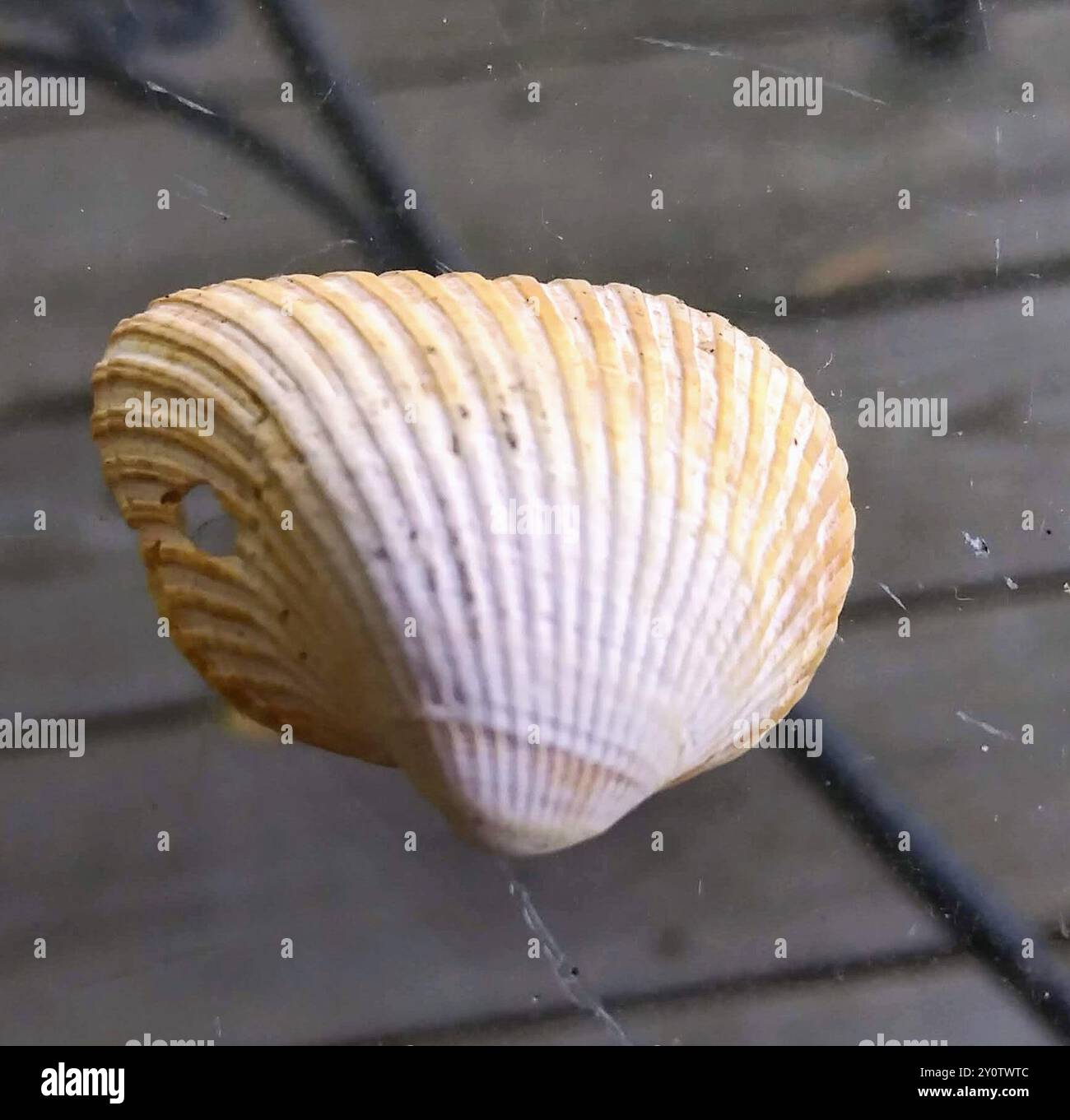 Ponderous Ark (Noetia ponderosa) Mollusca Stock Photo - Alamy