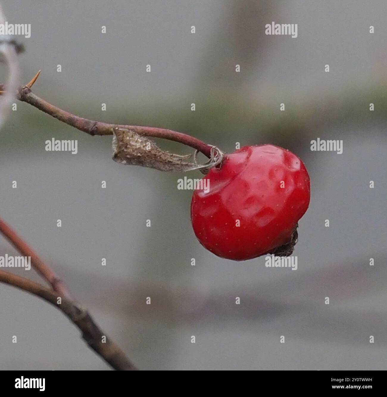 swamp rose (Rosa palustris) Plantae Stock Photo - Alamy