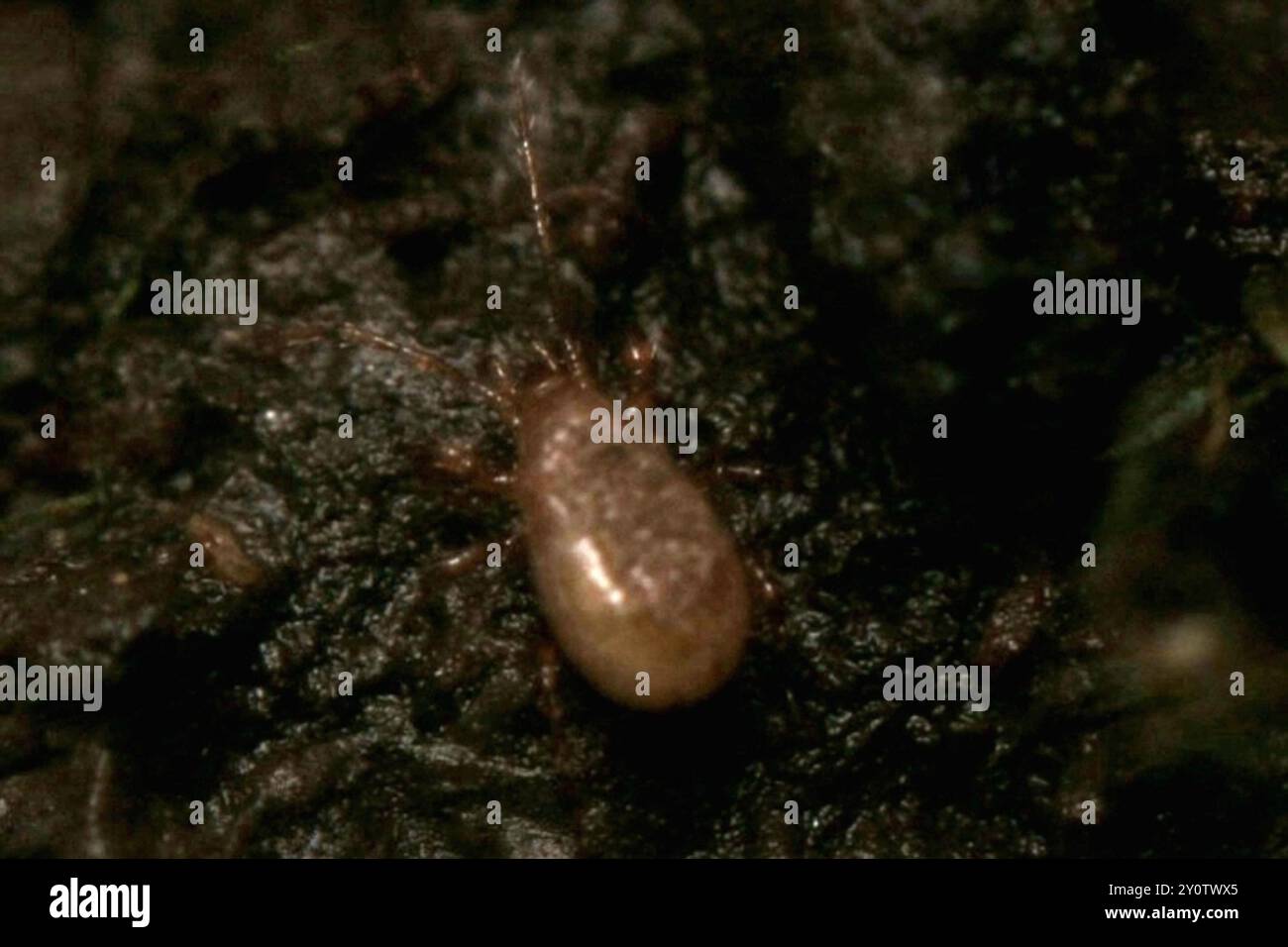 Mesostigs (Mesostigmata) Arachnida Stock Photo - Alamy
