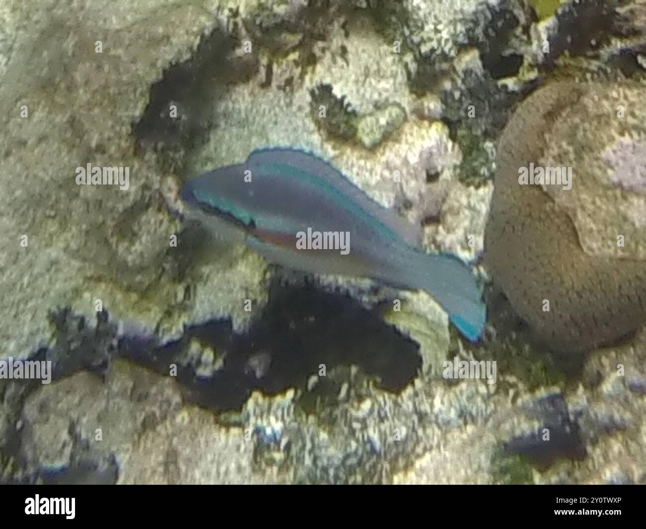 Striped Parrotfish (Scarus iseri) Actinopterygii Stock Photo - Alamy