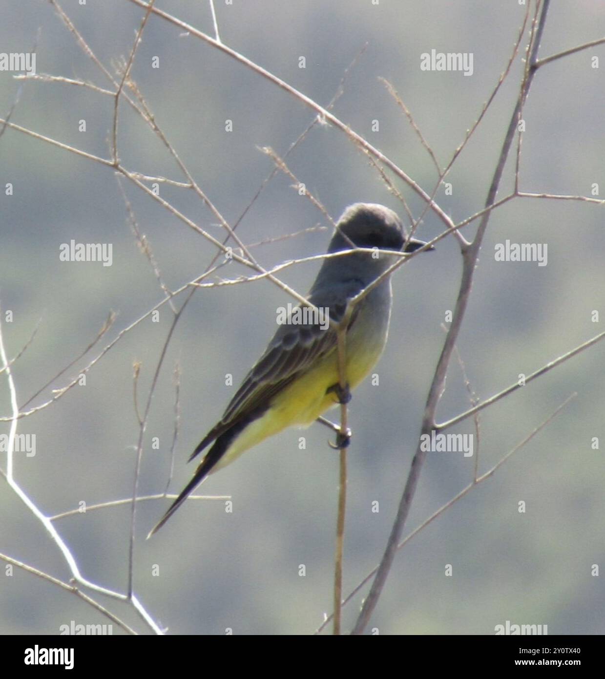 Cassin's Kingbird (Tyrannus vociferans) Aves Stock Photo - Alamy