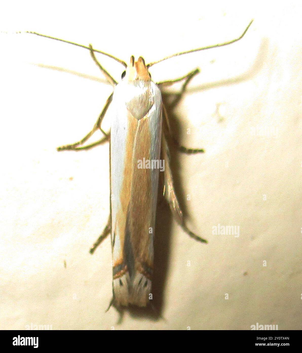 Twirler Moths (Gelechiidae) Insecta Stock Photo - Alamy