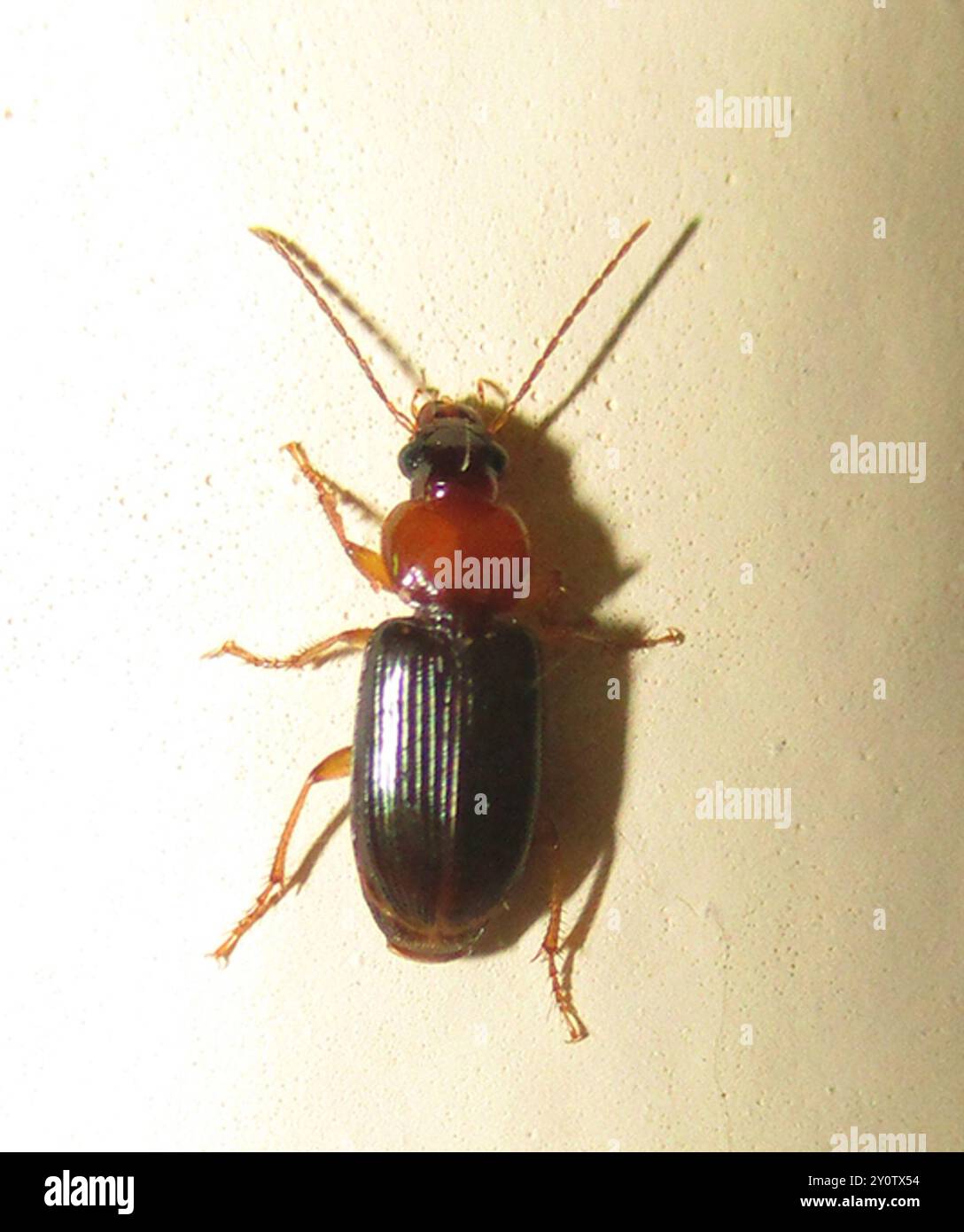 (Stenolophus alacris) Insecta Stock Photo - Alamy