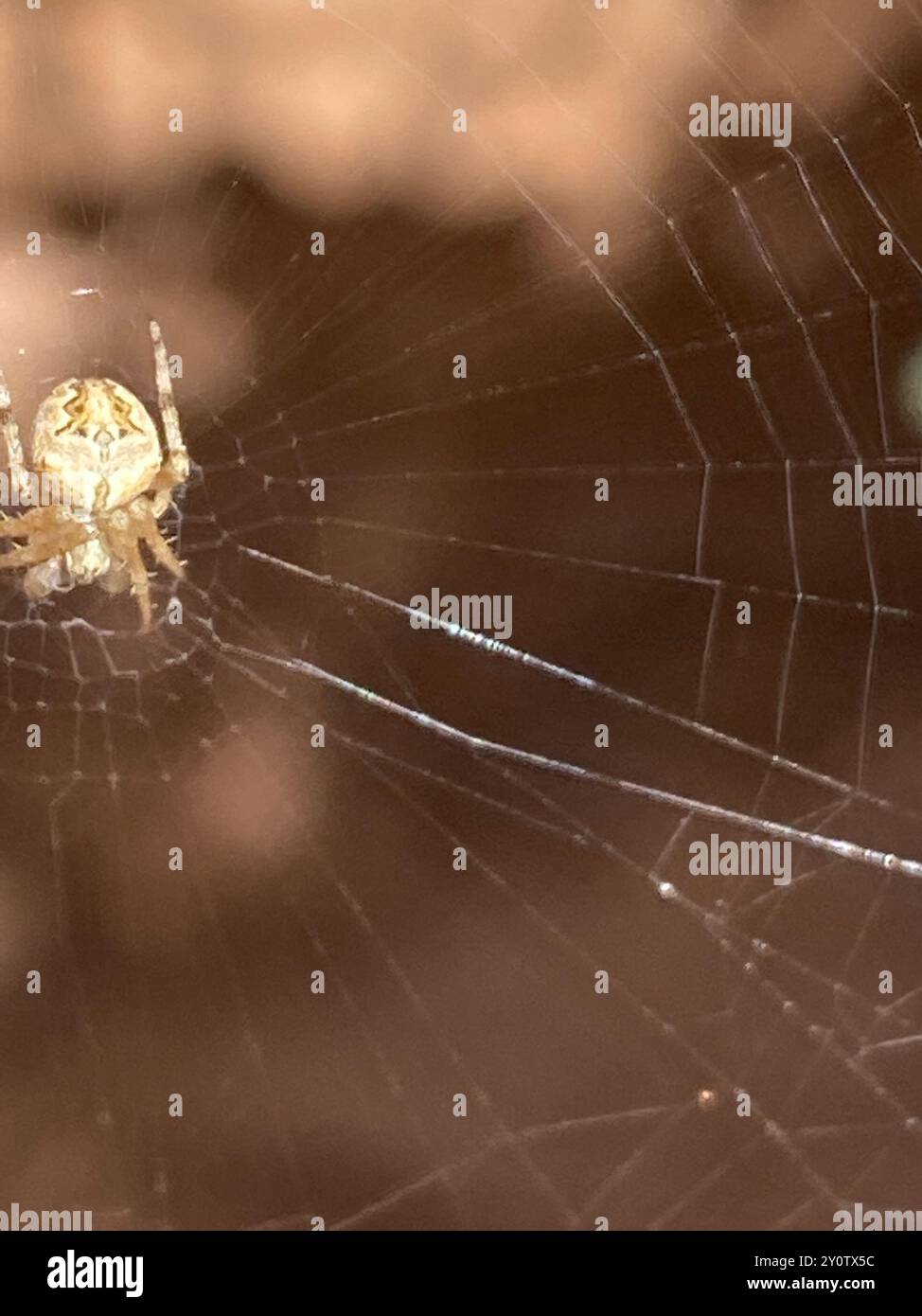 Common Hairy Field Spider (Neoscona subfusca) Arachnida Stock Photo - Alamy