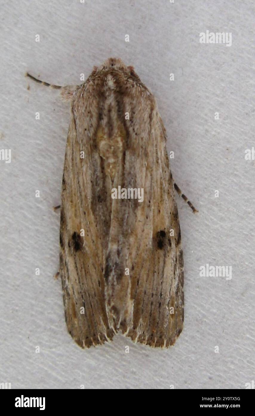 Southern Armyworm Moth (Spodoptera eridania) Insecta Stock Photo - Alamy