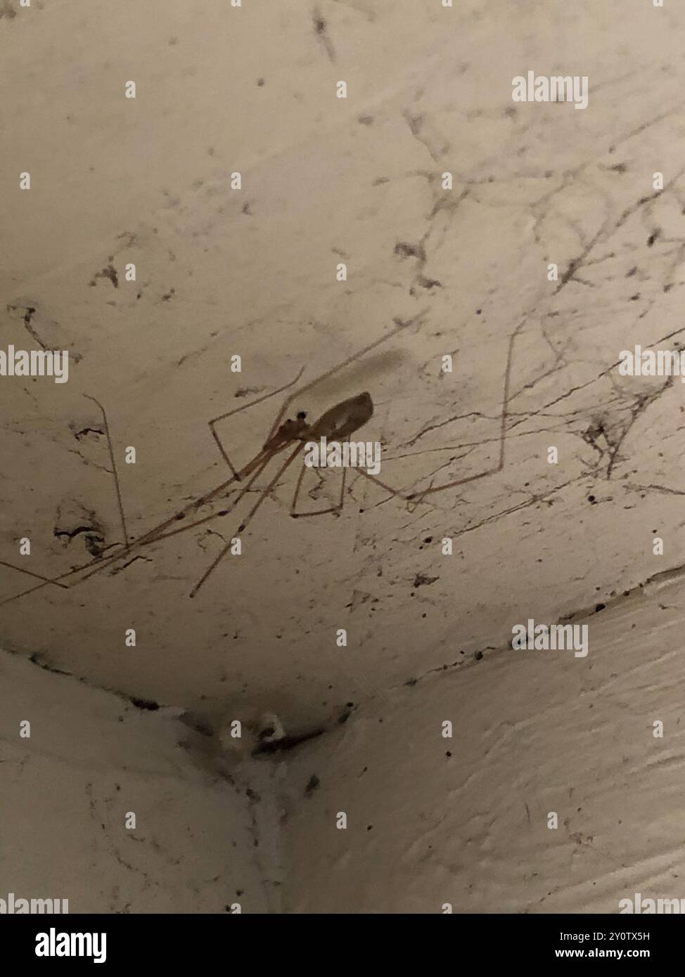 Long-bodied Cellar Spider (Pholcus phalangioides) Arachnida Stock Photo ...