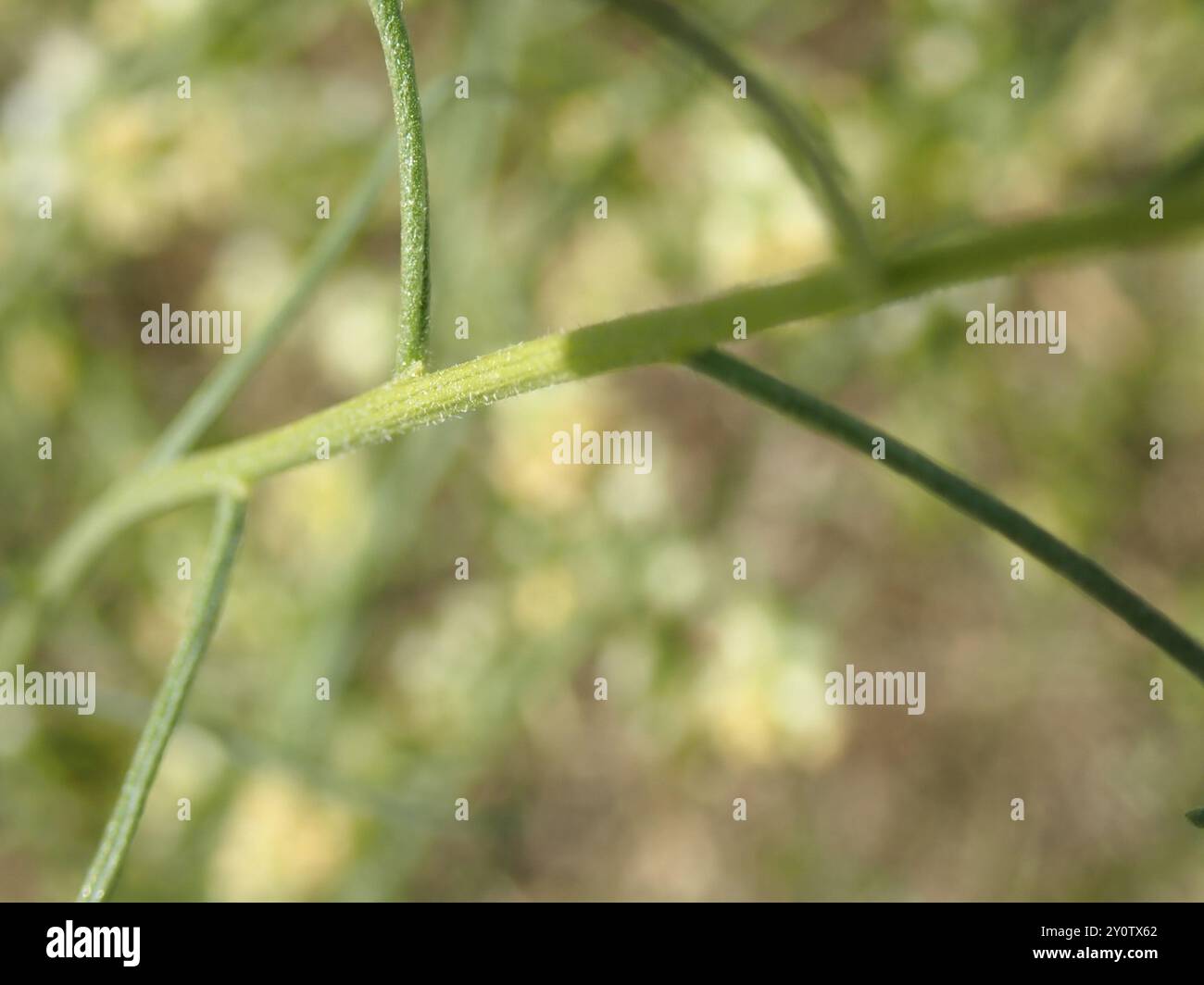 Cheesebush (Ambrosia salsola) Plantae Stock Photo - Alamy