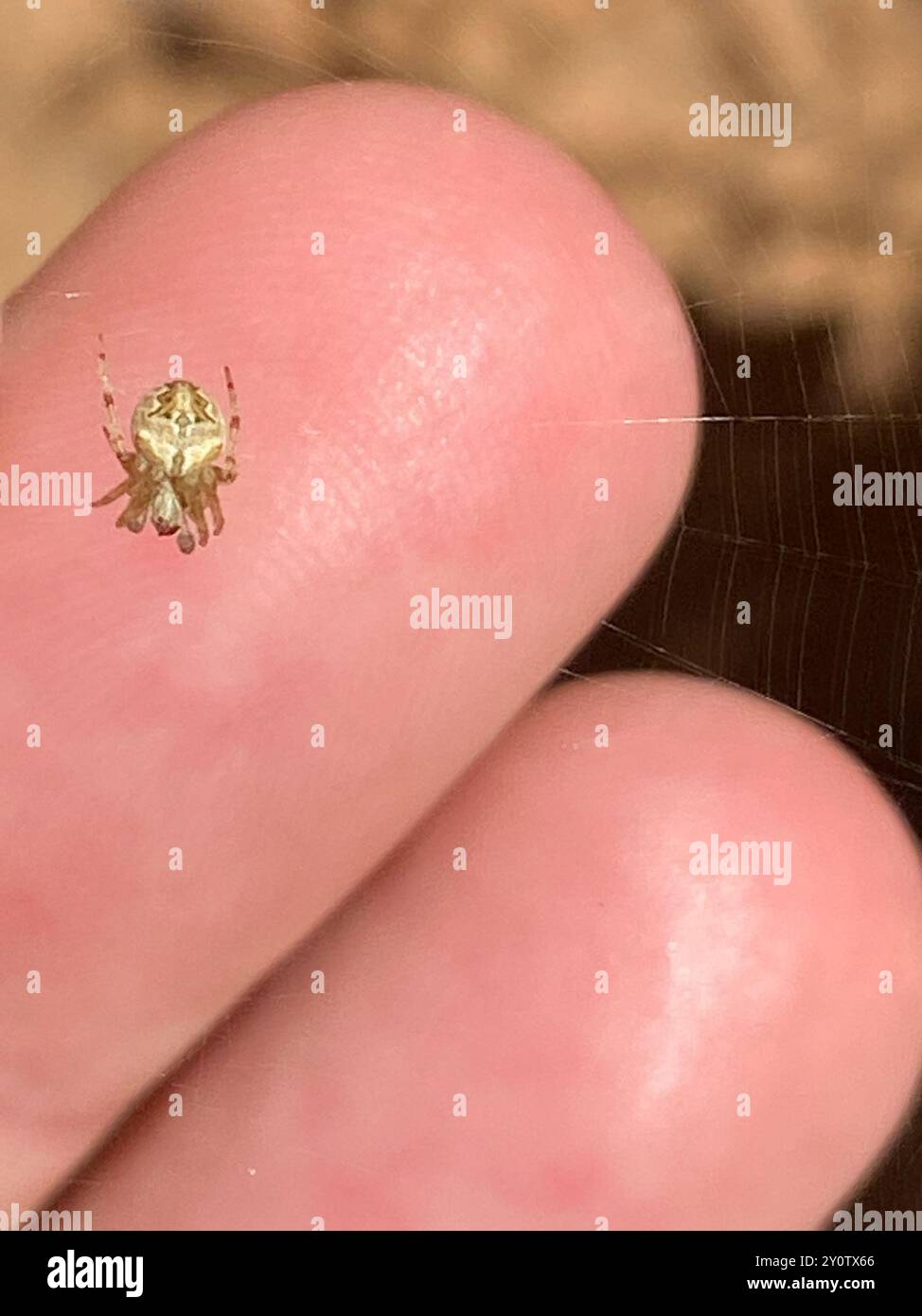 Common Hairy Field Spider (Neoscona subfusca) Arachnida Stock Photo - Alamy