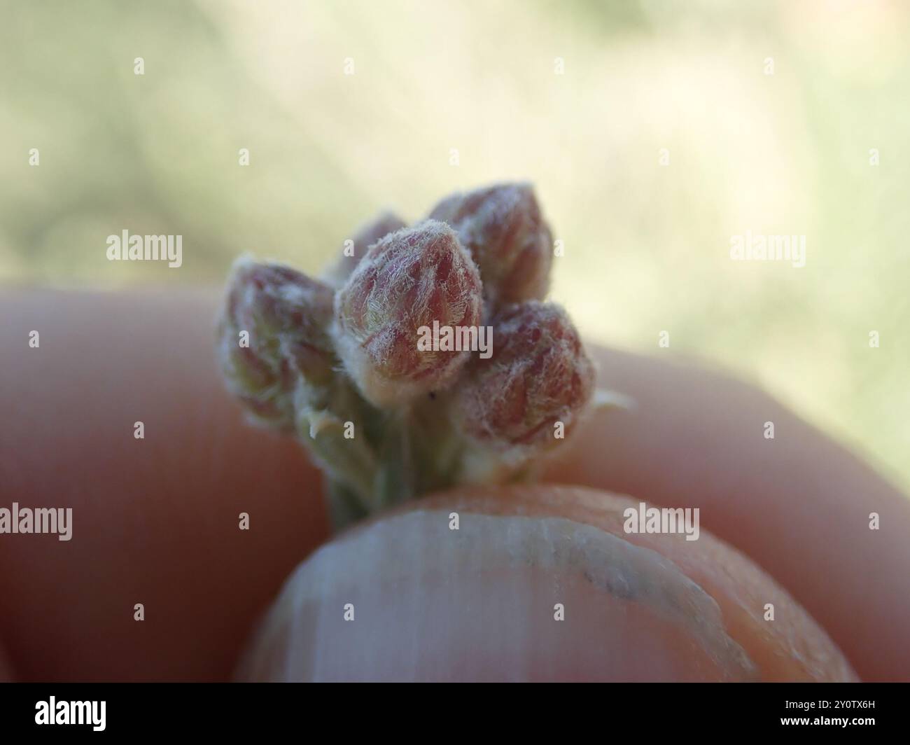 arrowweed (Pluchea sericea) Plantae Stock Photo - Alamy