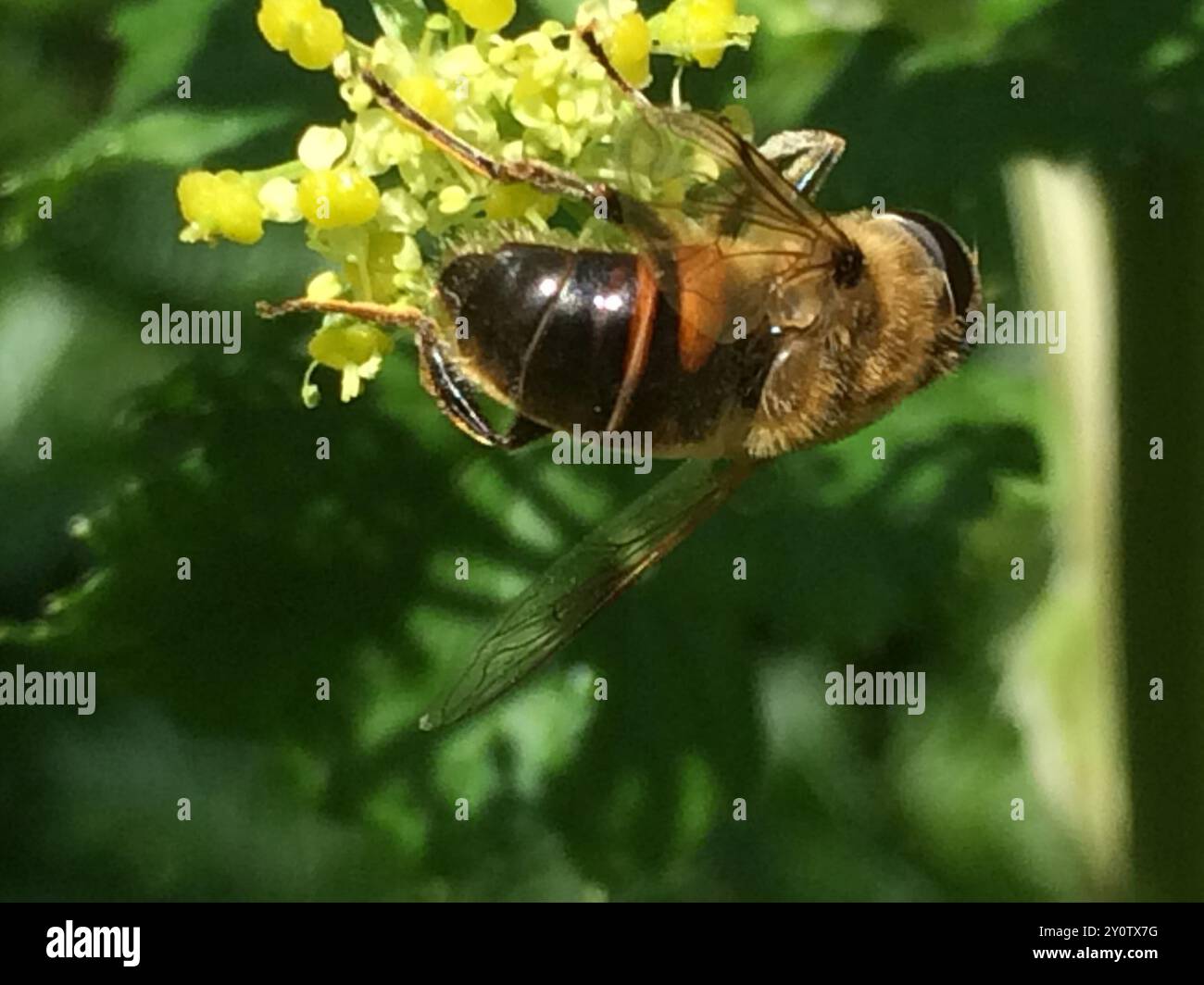 Common Drone Fly (Eristalis tenax) Insecta Stock Photo - Alamy